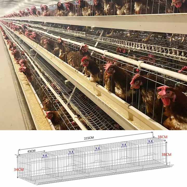 Poultry Farm Metal Chicken A Type 10000 Birds 4 Tier Battery Cage Rtl ...