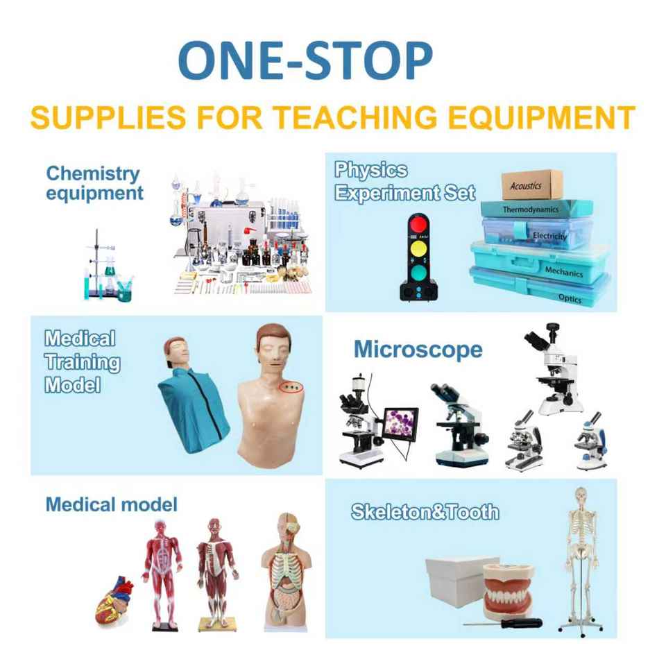 Life Size Ear Model Medical Teaching Resources Aids Medical Anatomy ...