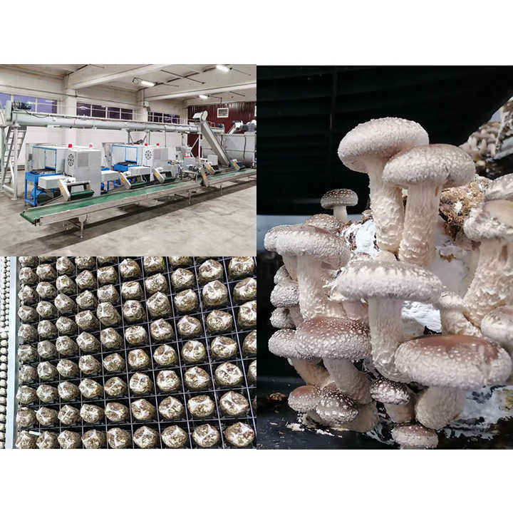 Mushroom Farm Design - Customized Growing Equipment