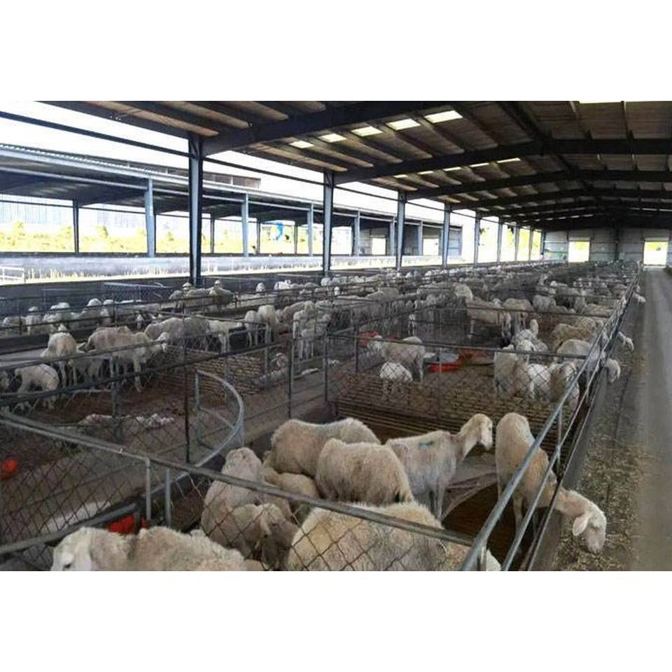 Automatic Prefabricated Goat House Steel Structure Goat Farm Building ...