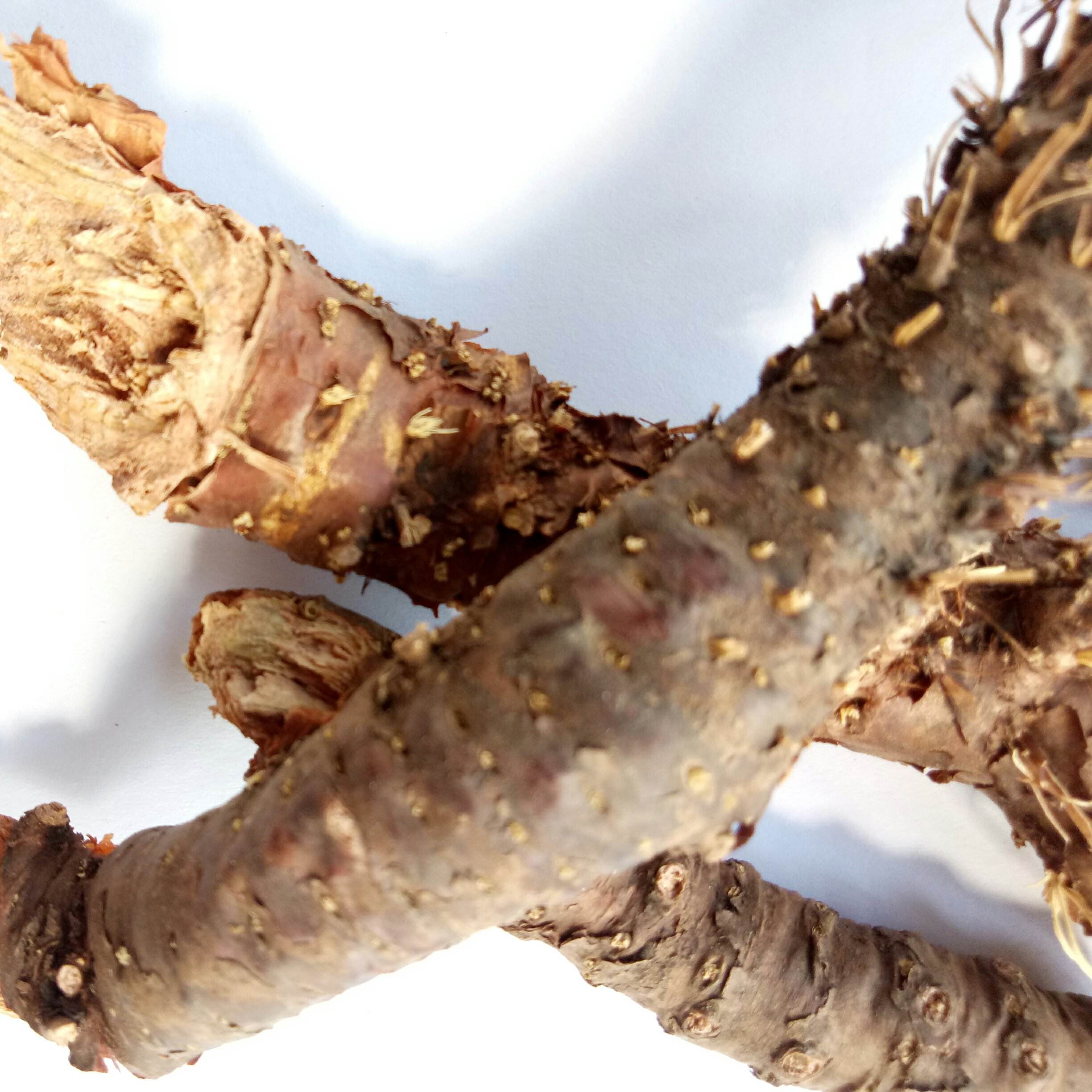 How to Choose the Best Rhodiola Rosea Root Cut: A Complete Buyer's Guide