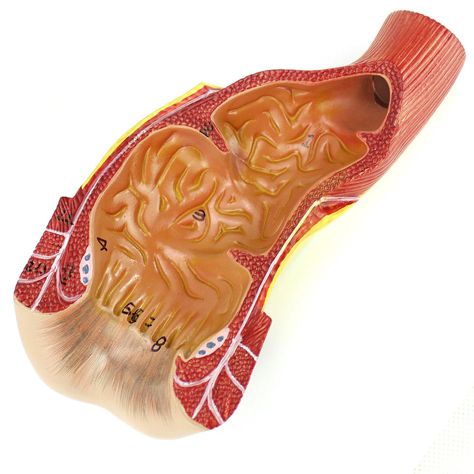 Human Anatomical Digestive System Model Intestinal Anatomy Biology ...