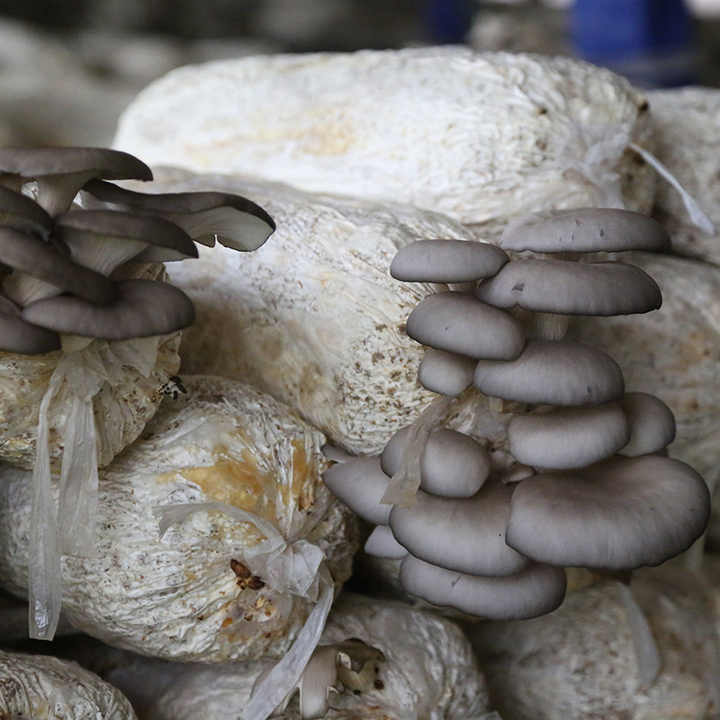 Automatic Electric Mushroom Substrate Bagging Machine 2 Bags Compost ...