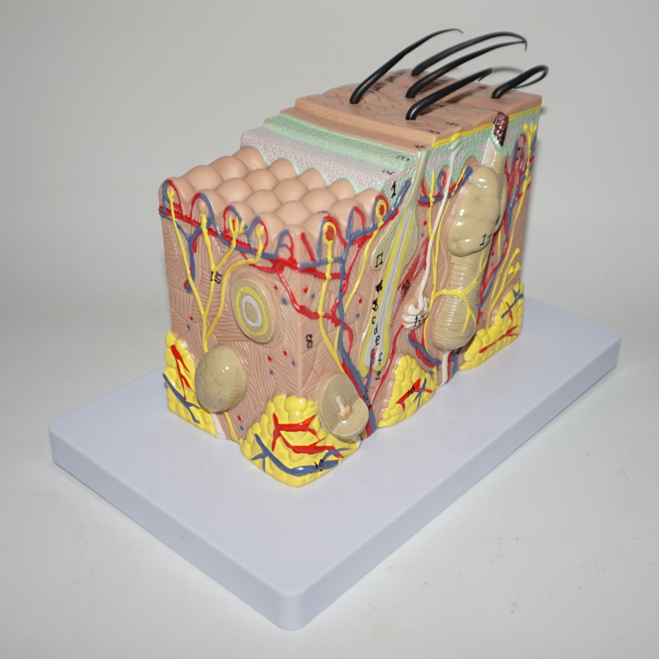 Human Skin Model Block - Realistic Anatomical Demonstration