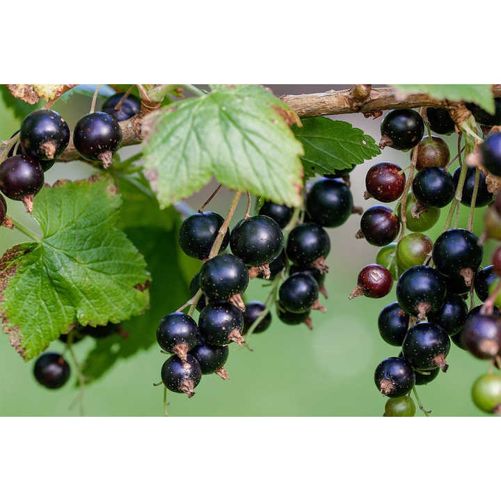 Black Currant Powder Extract with 25% Anthocyanins Healthcare ...