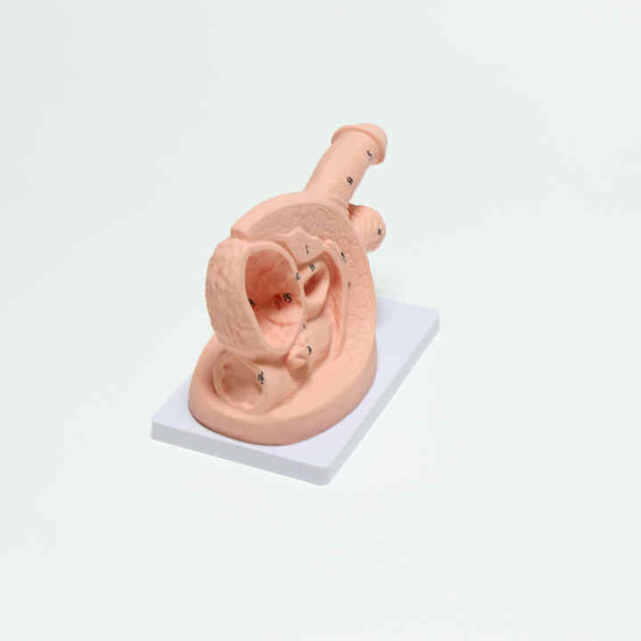 Male Reproductive System Model Basic Urethral Catheterization Teaching ...