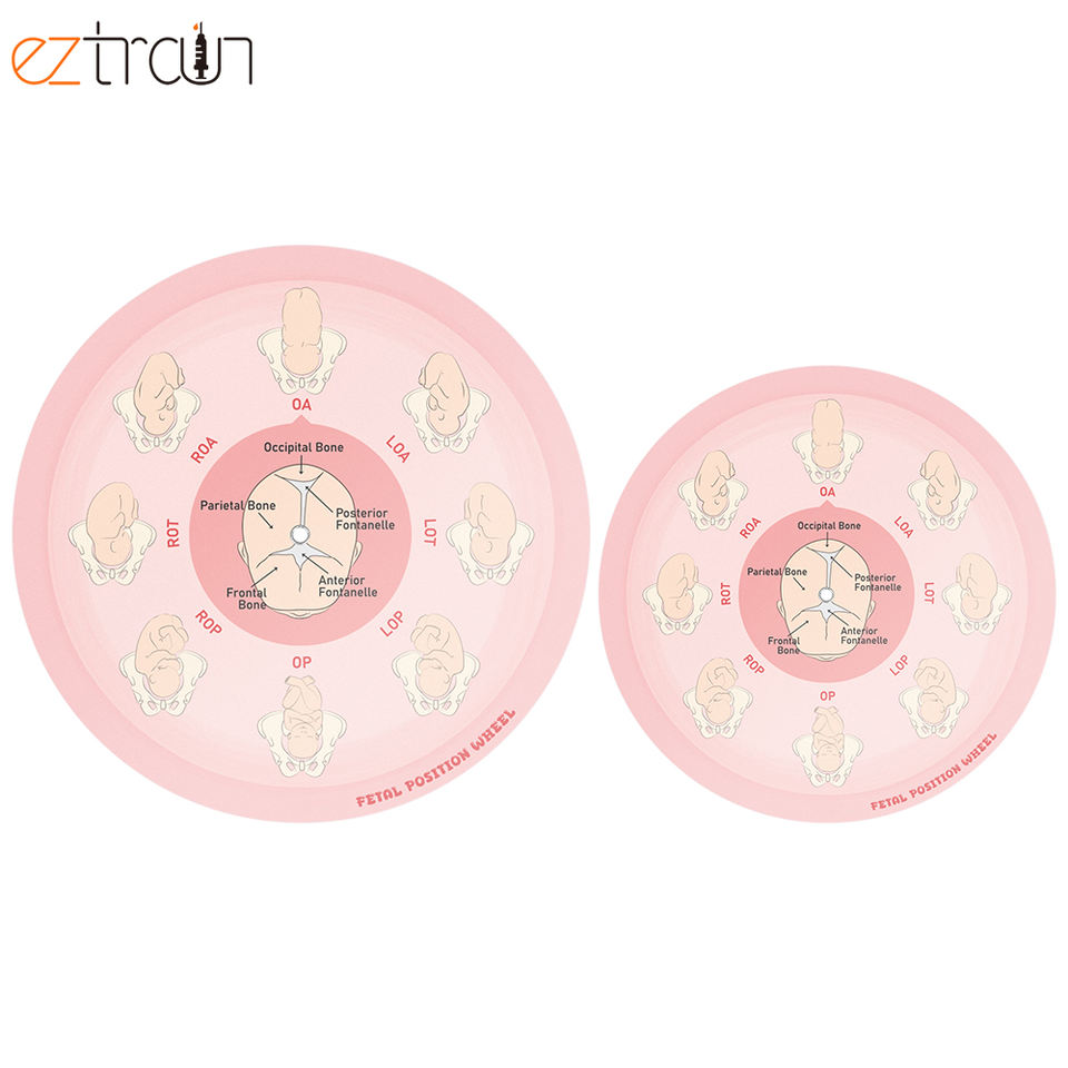 Fetal Position Wheel, Pregnancy Wheel, Corrected Foetal Circulation ...