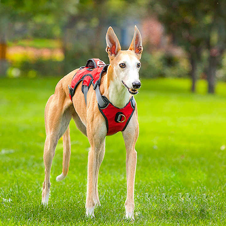 Luxury Dog Harness Set with Customized Personalized Logo