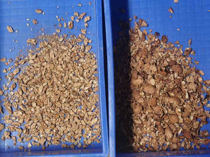 Intelligent Automatic Walnut Color Sorter Kernel and Shell Pine Nut ...