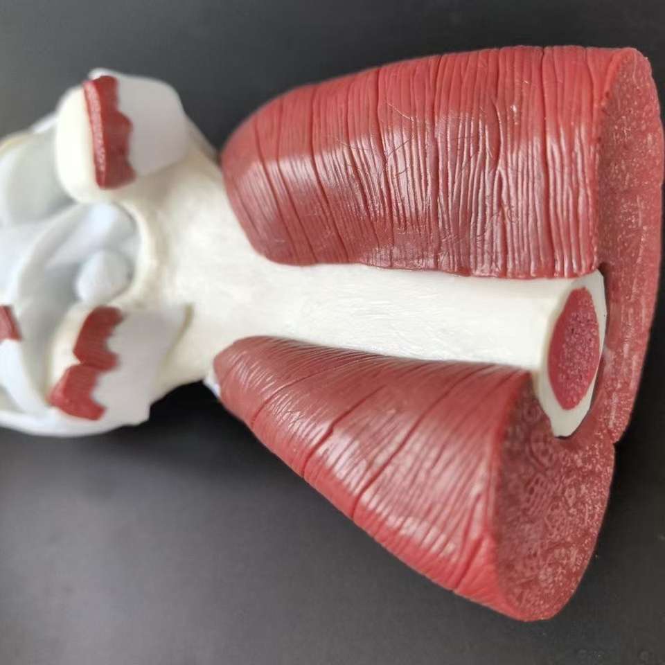 Human Anatomy Skeleton Life Size Knee Joint Anatomical Medical Science ...