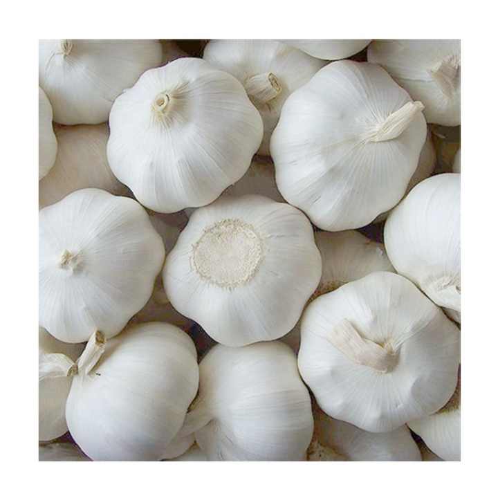 Garlic Chinese Fresh Pure White Garlic for Wholesale