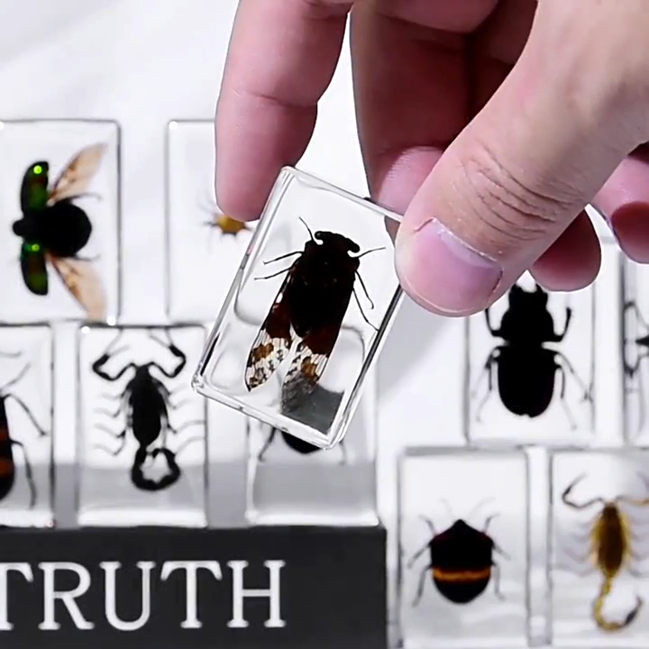 real insects resin paperweight spider beetle moth rectangular solid ...