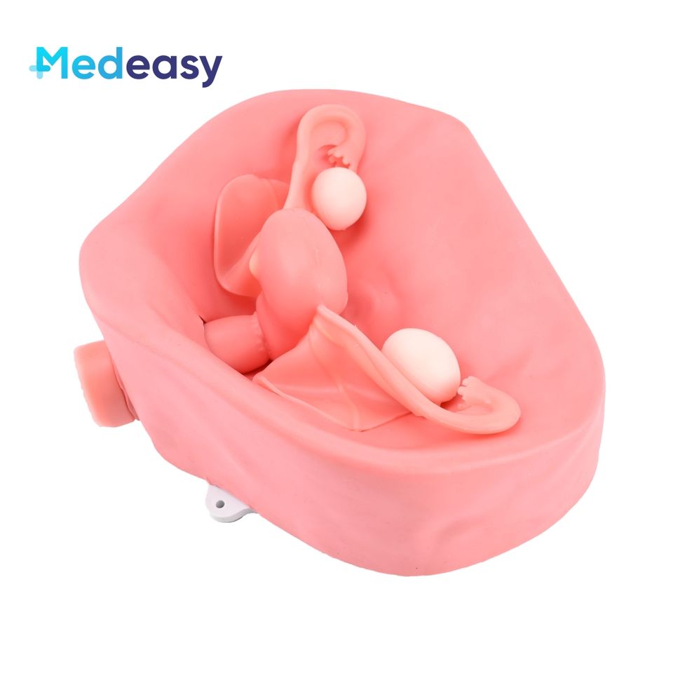 Gynecological Training Modules - Pelvic Model for Laparoscopic ...