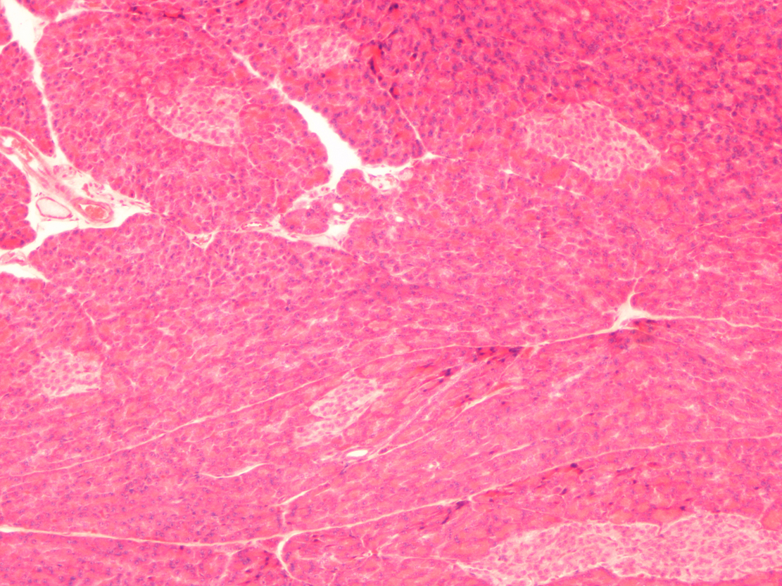 Epithelium Histology Slides - High Quality Lab Supplies