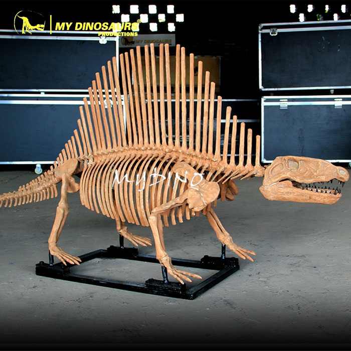 V Life Size Dimetrodon Skeleton Dinosaure Fossile Toy| Alibaba.com
