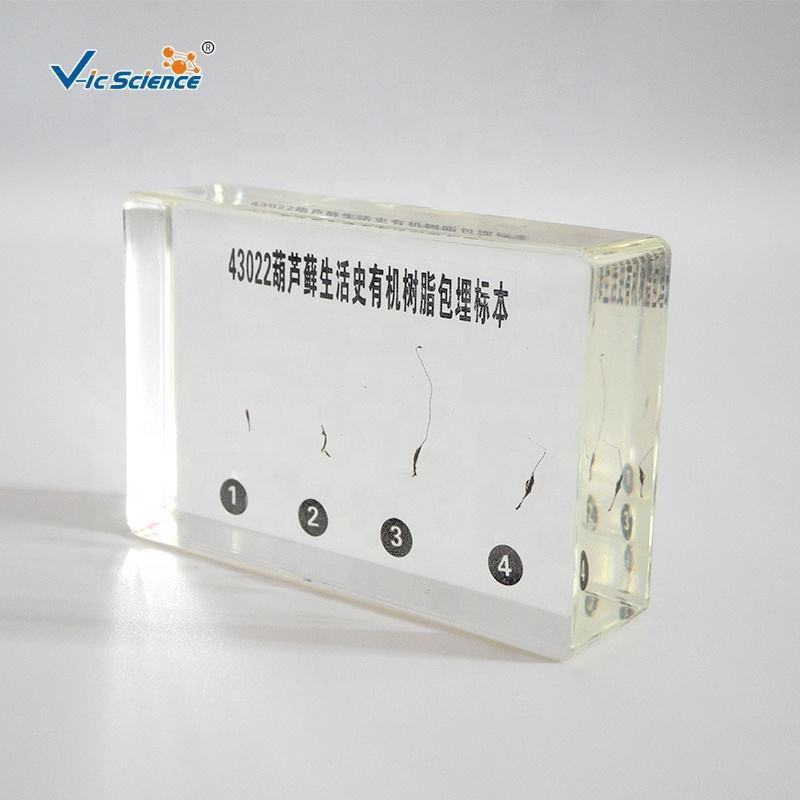 Biological Teaching Specimens Resin Specimen Life History of ...