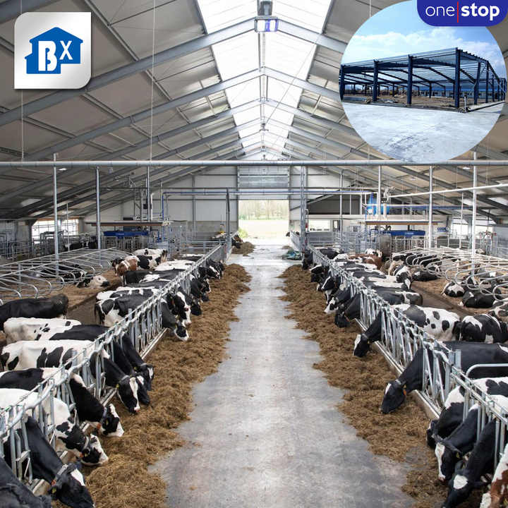 Steel Structure Cow House Design - Durable & Customized