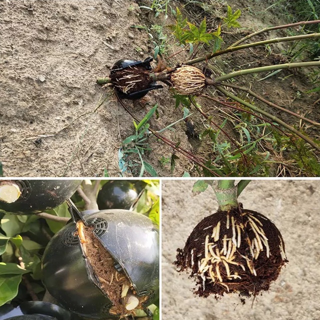How to Choose the Best Grafting Box for Successful Plant Propagation