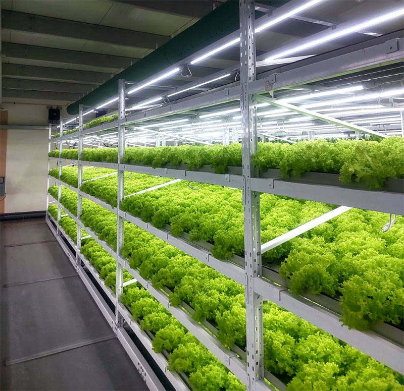 How to Choose the Best Hydroponics Rack for Your Indoor Garden