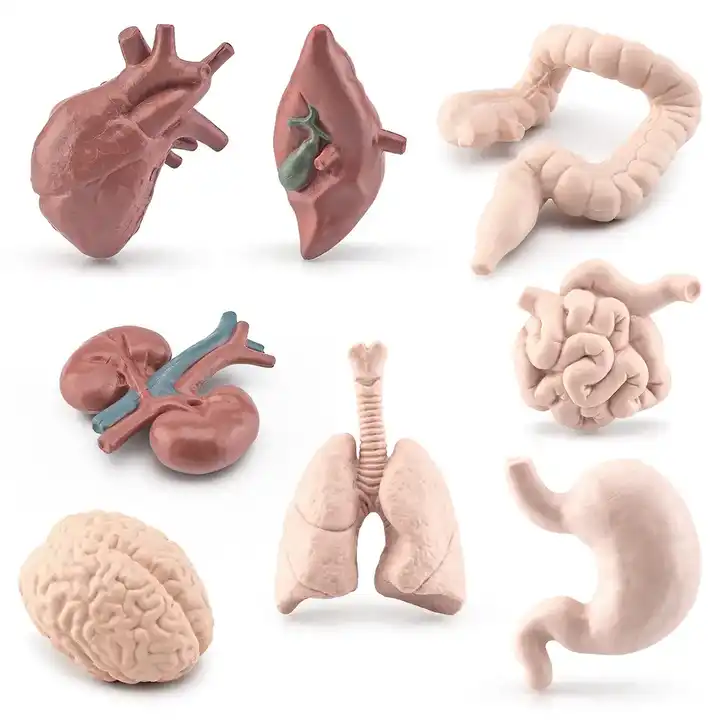 Human Body Internal Organs Toy for School Children Human Biology ...