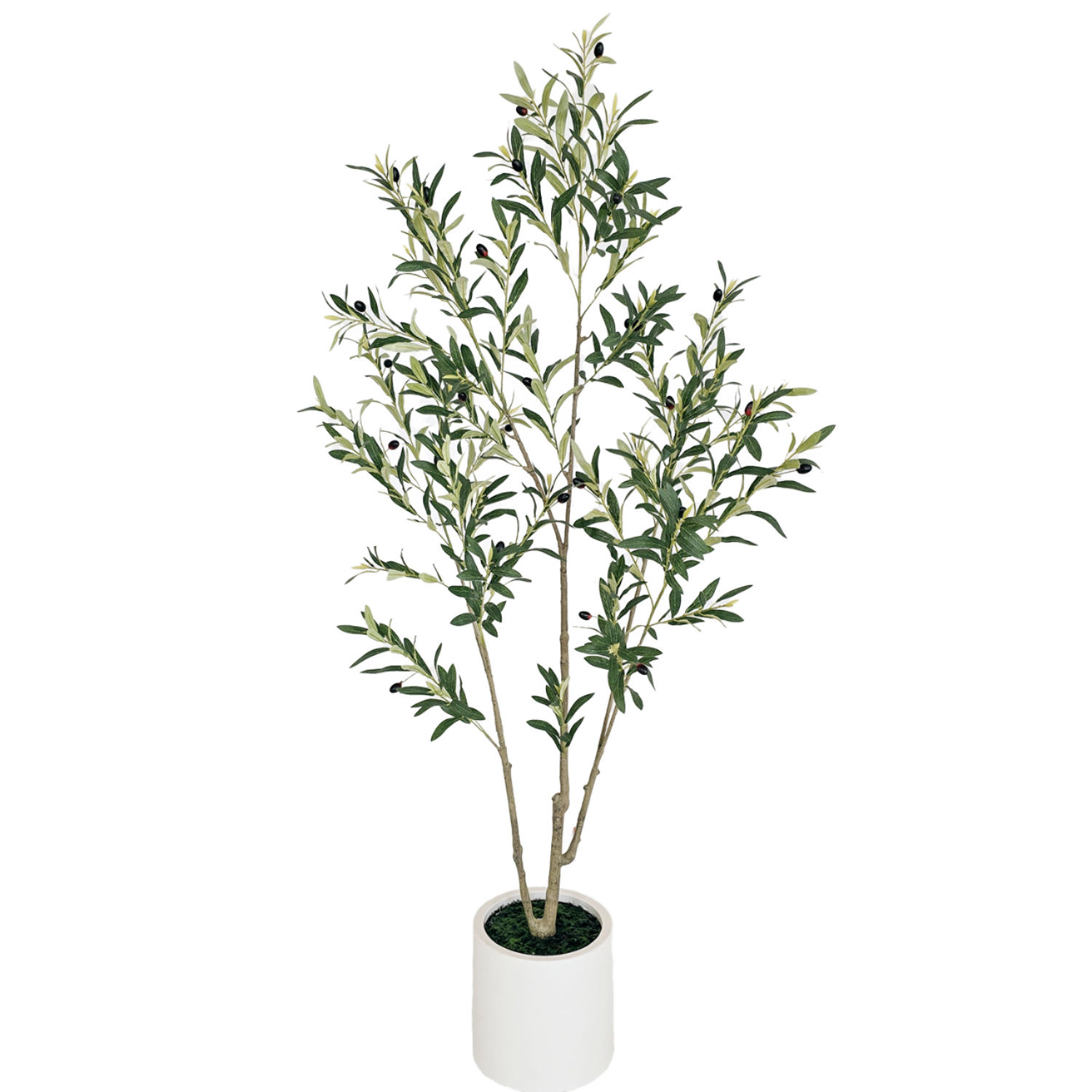 How to Choose the Best 8 Foot Olive Tree for Your Space