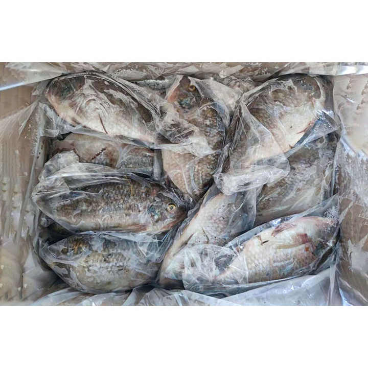 China Export Frozen Fish Tilapia Wholesale Price Frozen Black Tilapia ...