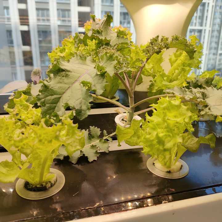 Automatic indoor hydroponic growing system vertical farming leafy ...