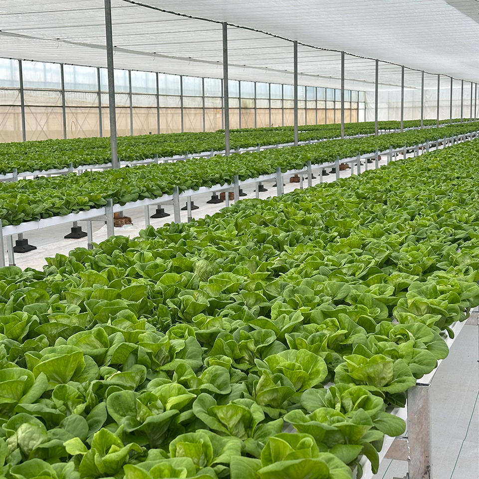 Sistemas de Cultivo Hidropónico con Tubos NFT Horizontales de PVC OEM ...