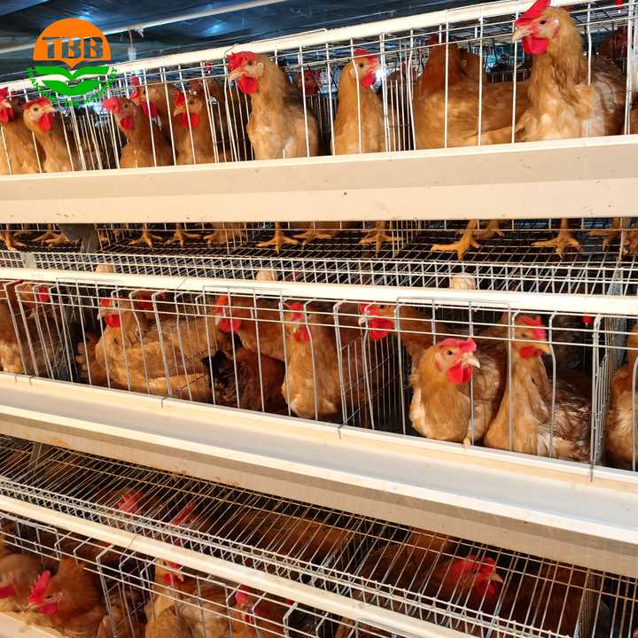 500 Chicken Breeding Automatic Laying Hen Battery Cage with Full Auto ...