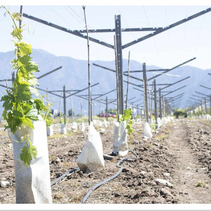 Vineyard Open Gable Trellis System - Durable & Easy Setup