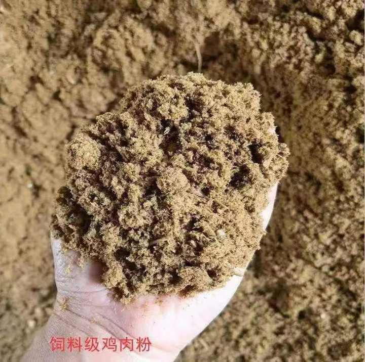 High Protein Chicken Meal Yellow Powder for Animal Poultry Feed Chicken ...