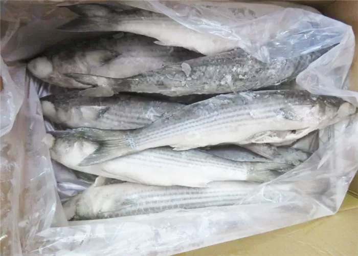 Wholesale Fresh Mullet Affordable Wholesale Prices | Alibaba.com