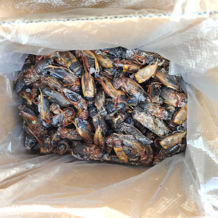 Farm Breed Frozen Feeder Crickets for Animal Use Pet Food and Reptiles ...