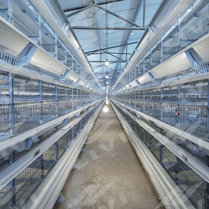 Simple Poultry House Design for Layers - 10000 Chickens