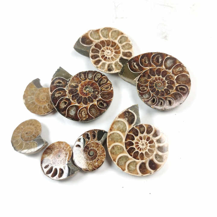 Conch Fossils - Rainbow Ammonite Fossil Stone Snail Specimen