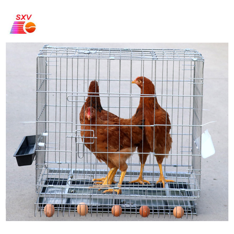 New Poultry House Design for Layers and Broilers in 2024