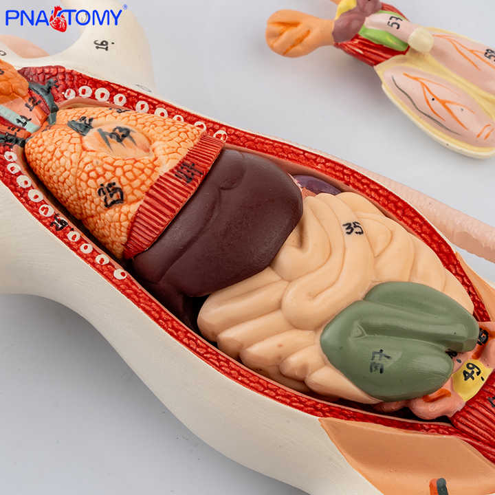 Rat Anatomy Model - Detailed Internal Organ Structure