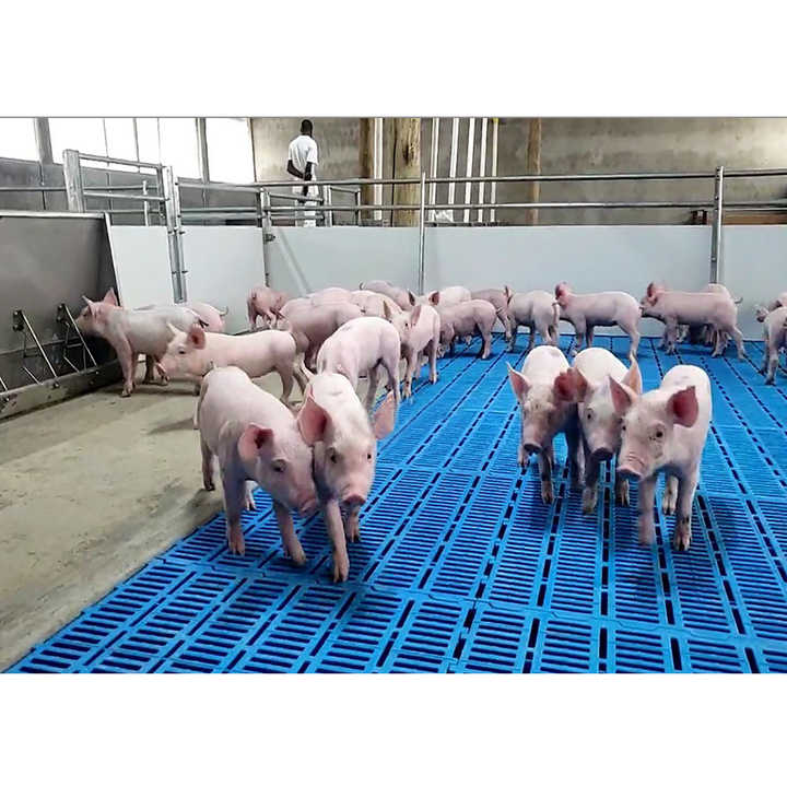 Pig Farming Houselong Term Life Pig Fatten Crates Fattening Pen for ...