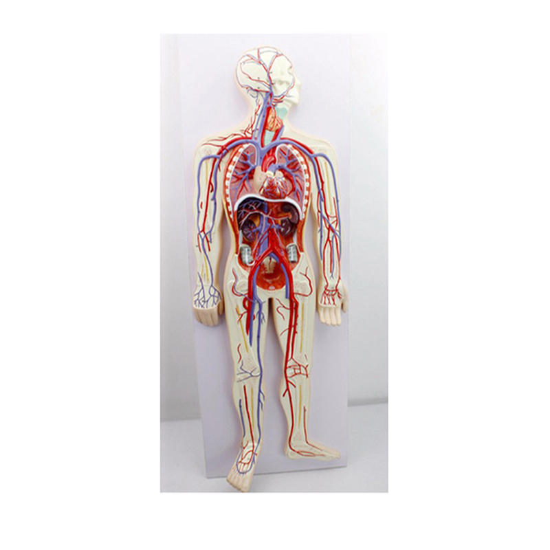 Model of Human Circulatory System - Medical Science Tools