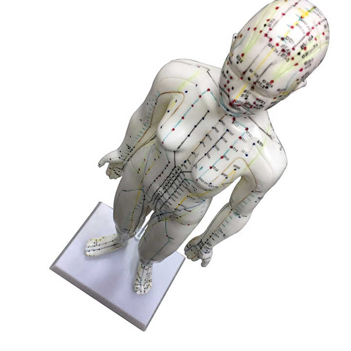 Chinese Acupuncture Model - Female Body for Meridian Points