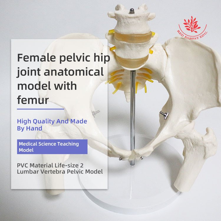 Pelvic Model Human PVC Life-size 2 Lumbar Vertebra Human Female Pelvis ...