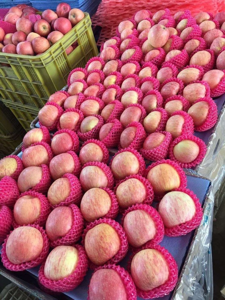 Your Source for Premium Quality fuji apple prices at Competitive Prices