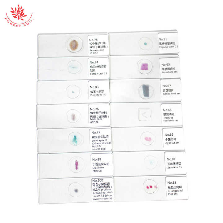 Botany Histology Laboratory Slides FRT2004 Teaching Aids Slide 100 ...