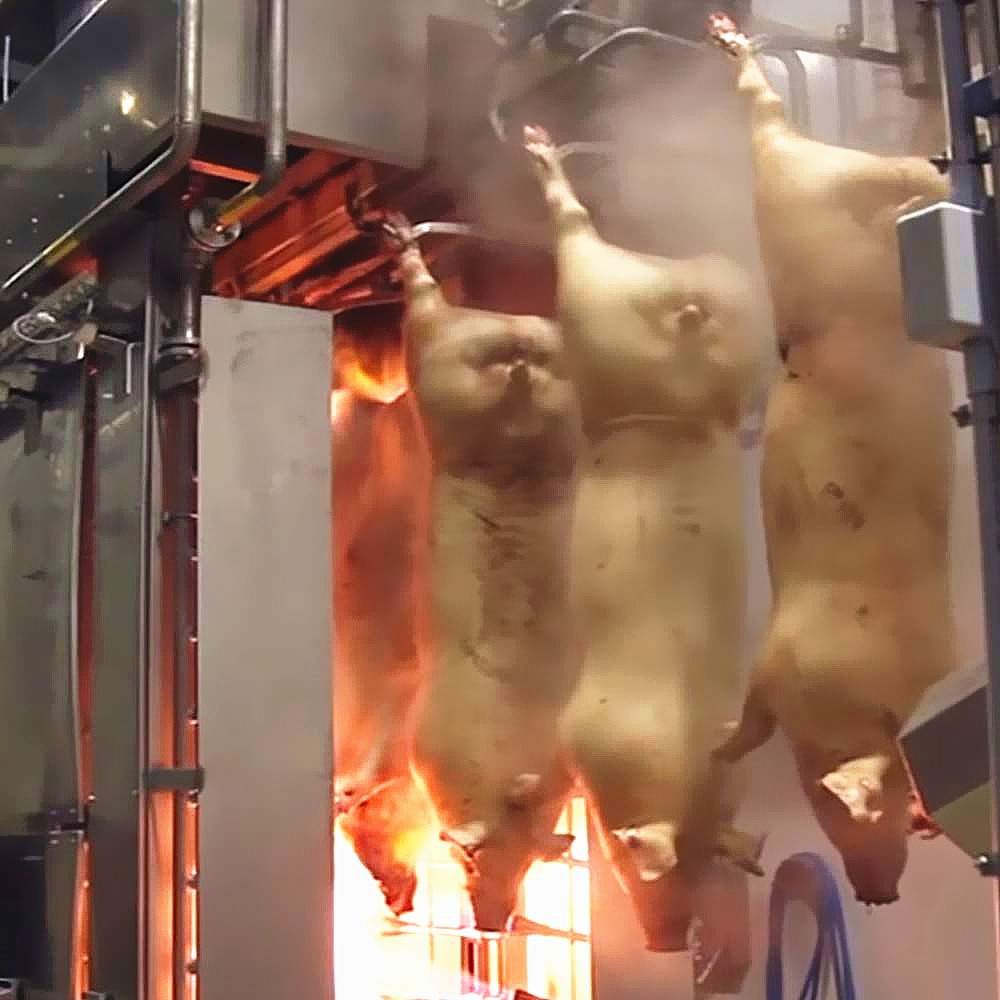 Verified Supplier Pig Head Meat Affordable Frozen Pork | Alibaba.com