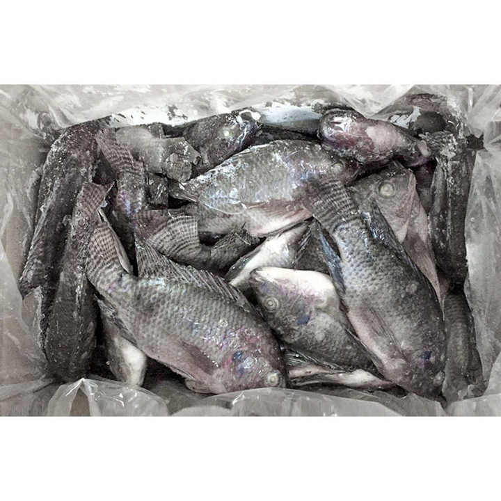 China Export Frozen Fish Tilapia Wholesale Price Frozen Black Tilapia ...