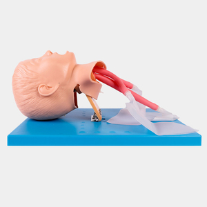 Wholesale medical anatomy teaching dolls Items For Medical School ...