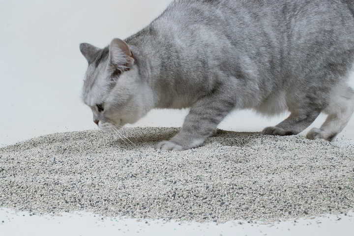 Wholesale High Quality Cat Litter Factory Dust-Free Clumping Bentonite ...