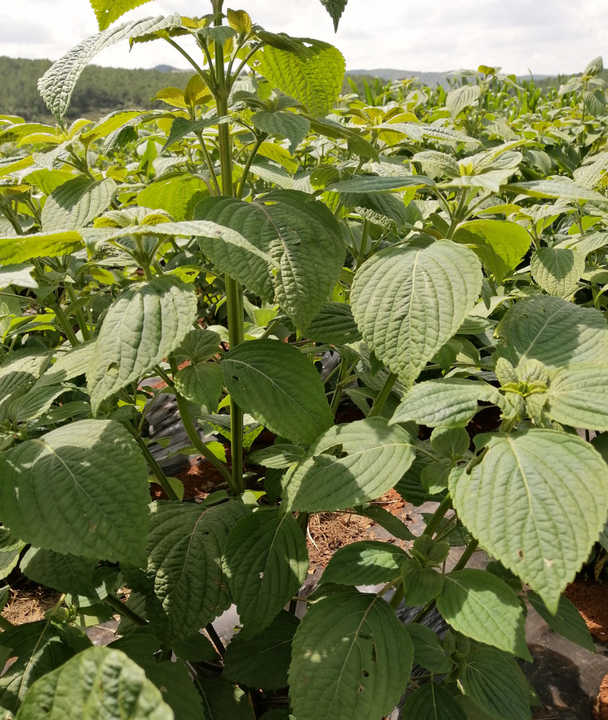 Chinese High Quality Perilla Seed Extract Perilla Seed Powder Organic ...