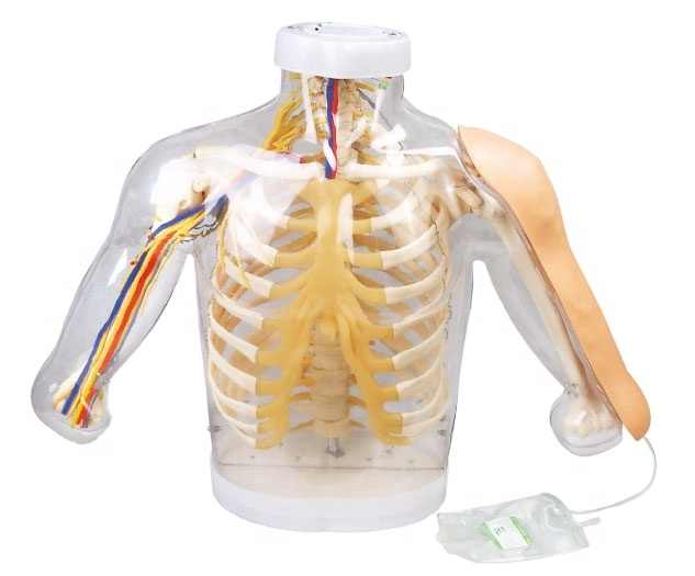 GD/HS20F Intramuscular Injection Simulator with Alarming System