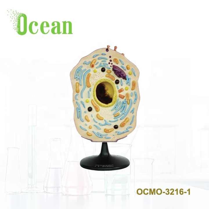 Biological Plastic Animal Cell Model - Model of Plant Cell